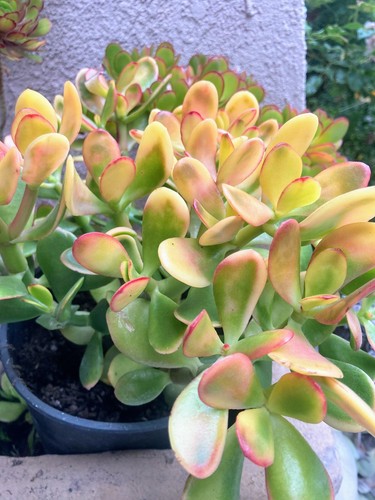 3x Golden Jade Plant Huge 4-5" Cuttings Hummels Sunset Crassula Ovata ...