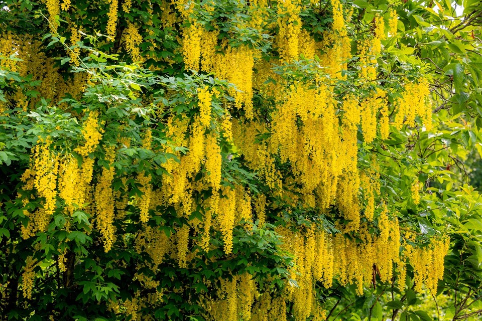 10 GOLDEN CHAIN TREE Goldenchain Laburnum Anagyroides Seeds *Flat S/H ...