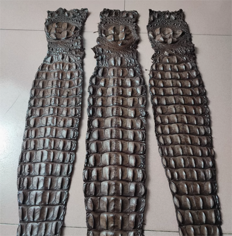 1X Genuine Alligator Skin Leather Real Crocodile Back Bone Exotic Pelt ...