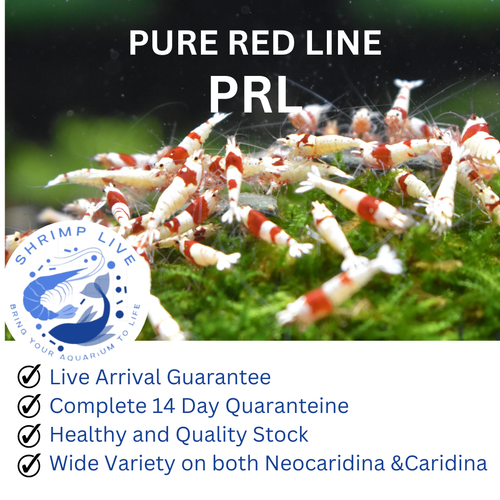 ShrimpLive 10 +1 PURE RED LINE PRL Caridina Freshwater Shrimps Live ...