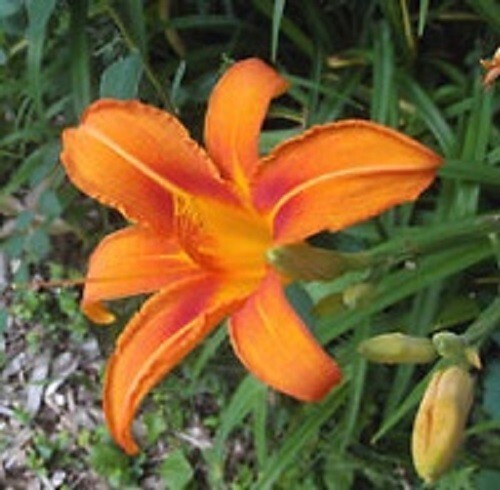 Tiger lily perennial plants 14 roots | eBay