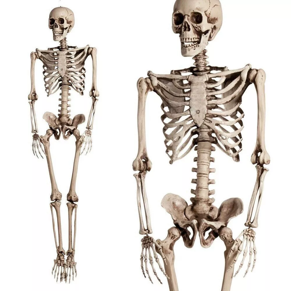 2Pack 5.4ft Halloween Skeleton Full Body Life Size Skeleton Bones ...
