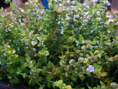 Bacopa caroliniana (Lemon Bacopa) - Live Aquatic Plant - Aquarium | eBay