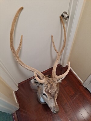 Axis Deer Taxidermy Shoulder Mount Antlers In Velvet | eBay