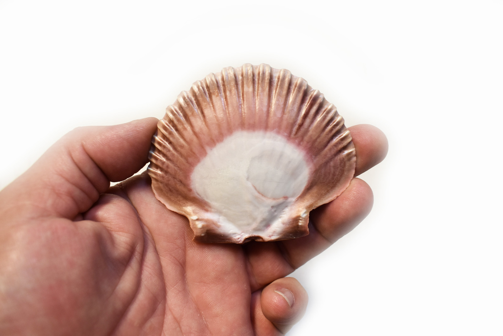 12 Mexican Flat Scallop Shells Seashells Large 3" Crafts Coastal Beach ...
