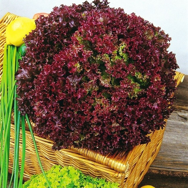 Seeds Сhampion of Salad Lettuce Lolo ROSSA for Garden Vegetable Russian ...
