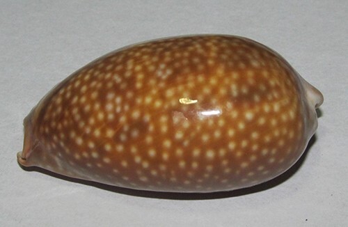 62 mm GREAT PATTERN Cypraea Cervus Cowrie Seashell From Mexico ...