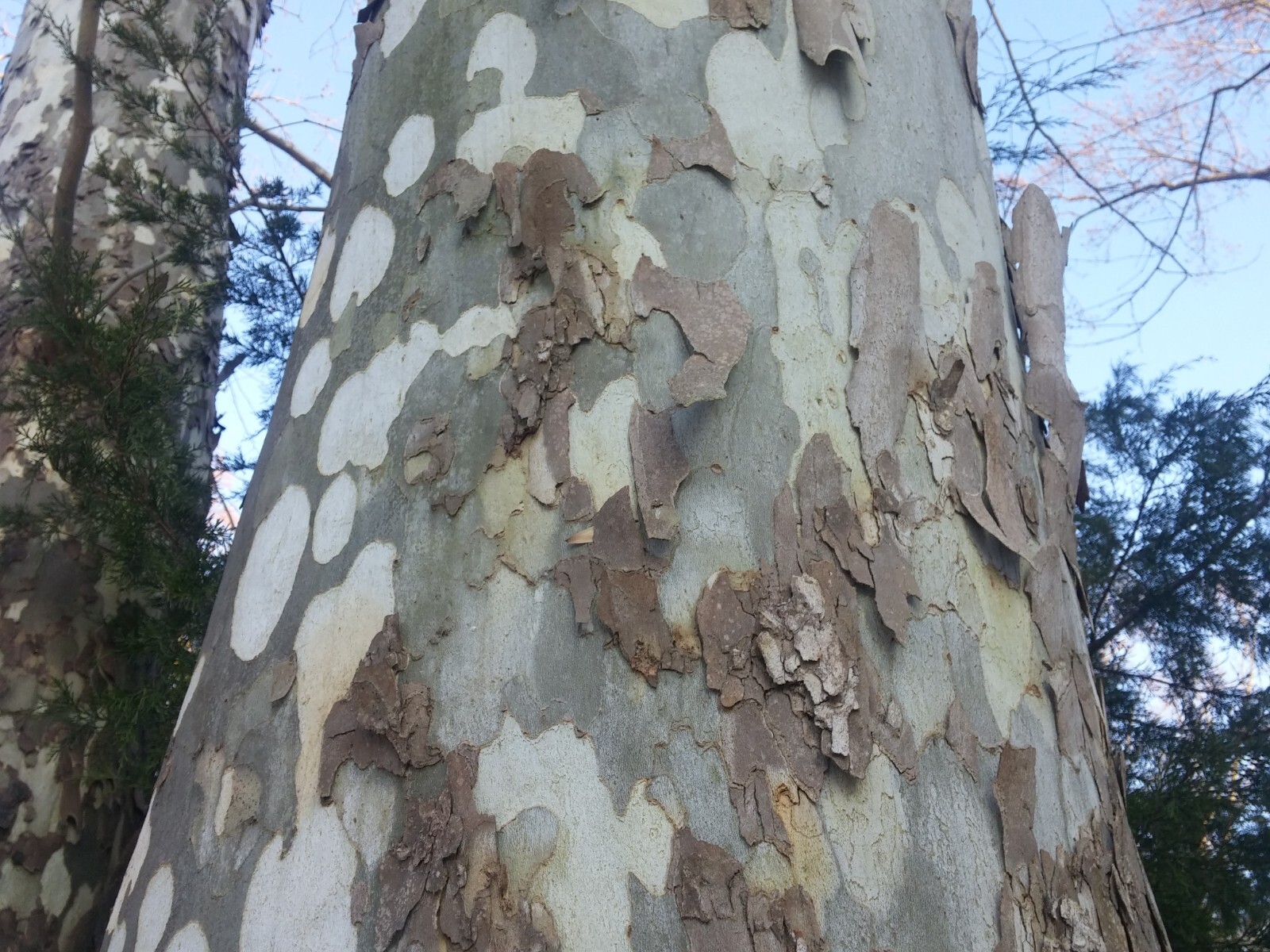 1000 to 1500 seeds of American Sycamore Platanus occidentalis ...