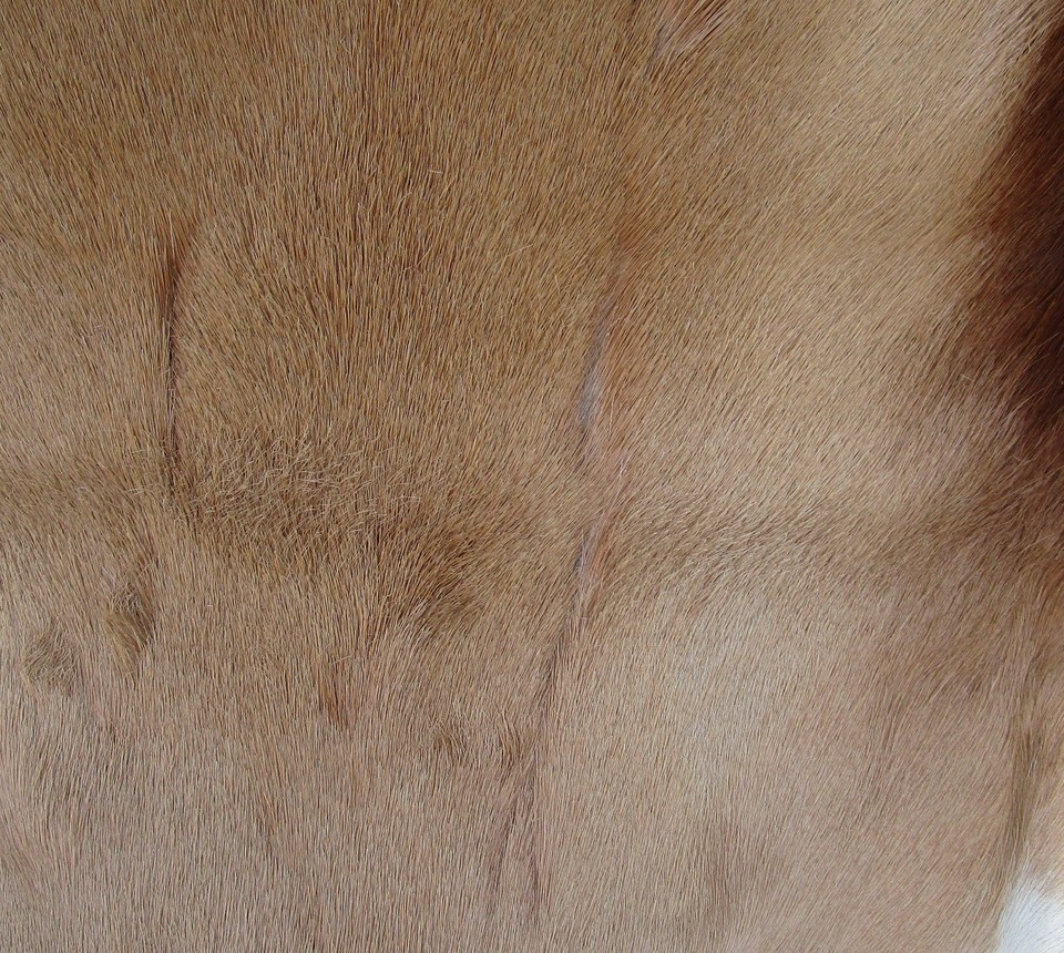 South African Springbok Skin, Springbok Hide, 39x26 inches, taxidermy ...