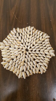 Cowrie Shell Placement 8in. Coastal Decor Table Setting Accent Mat | eBay