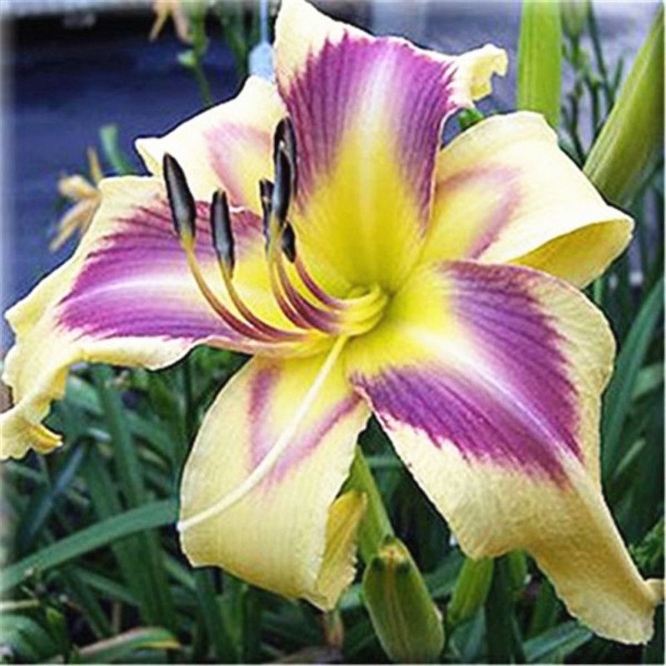 20 EXOTIC rare LILY SEEDS for garden flower perennial plant beds USA ...