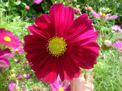 6x Cosmos Bipinnatus 'Gazebo Red' Plug Plants (No Seeds) - ready now ...