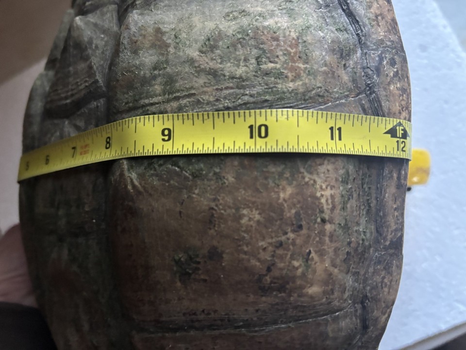 Genuine natural common snapping Turtle Shell with Plastron no ...