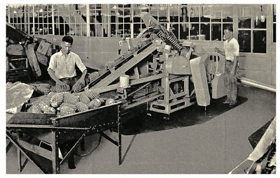 Dole Pineapple Co Ginanca Machines Cleaning Fresh Pineapples Hawaii ...