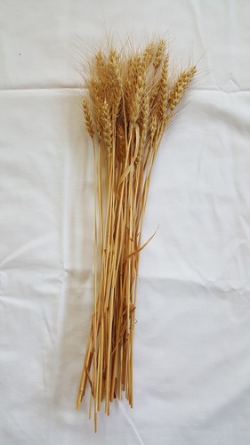 40 pc Lot Kansas Grown Wheat Bunch for Crafts, Props, & Seasonal ...