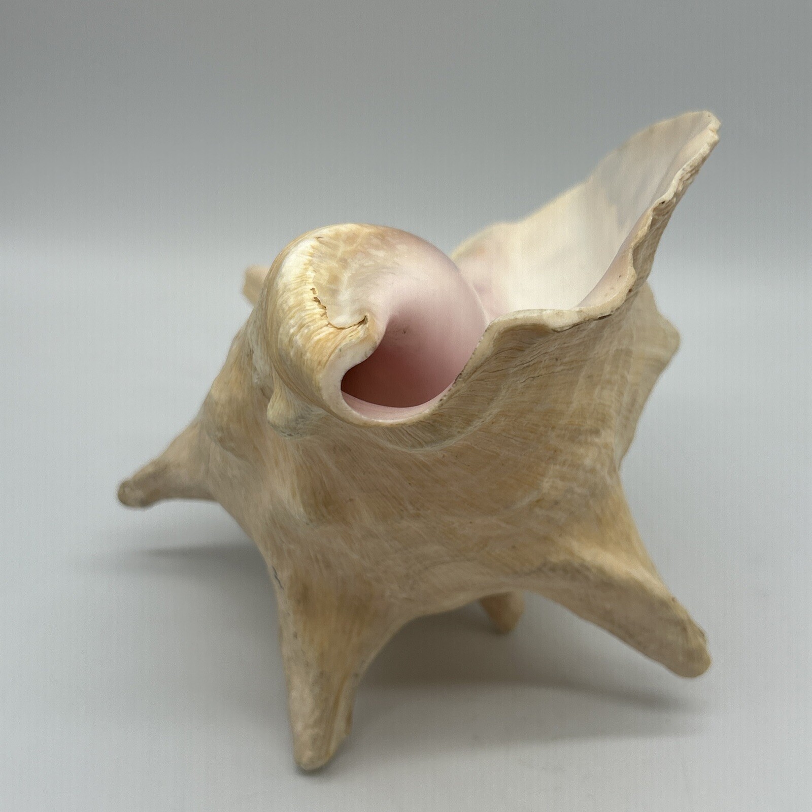 2.1# Conch Seashell (Pink) - Bahamas Pink Conch Shell Ocean Beach ...