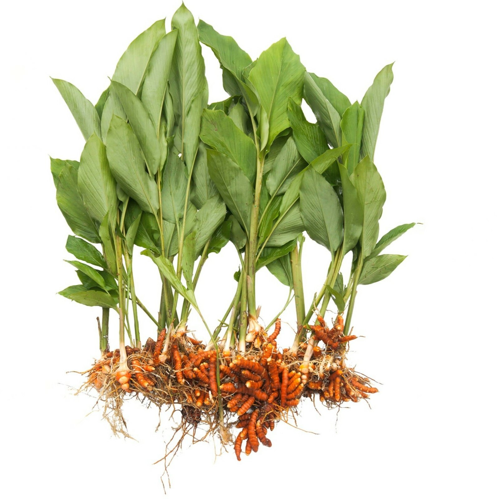 TURMERIC POWDER 100% Natural Organic,( fedex 1-5working days free ...