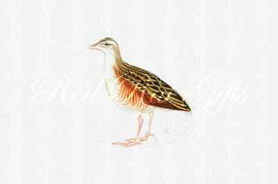 A4 Drawing corncrake Ltd Edition | eBay UK