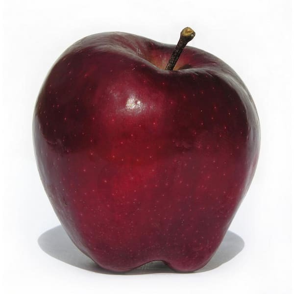 Dwarf Red Delicious Apple Tree Bare Root | eBay