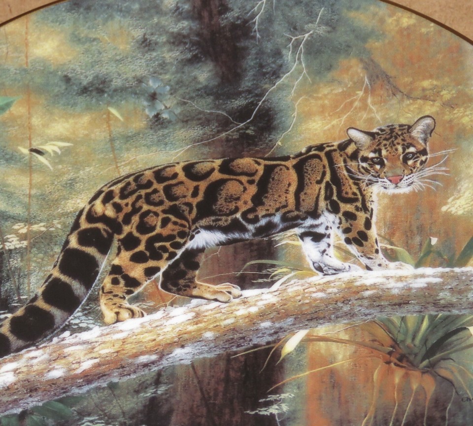 Charles Frace Art - Clouded Leopard - The World's Most Magnificent Cats ...