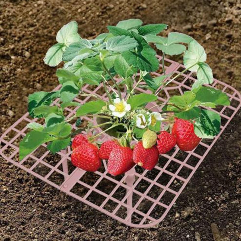 10PC Plastic Strawberry Cultivation Rack for Optimal Sunlight Exposure ...