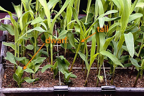 Roundup Ready RR Dwarf Corn Food Plot Seed - 5 Lbs. | eBay