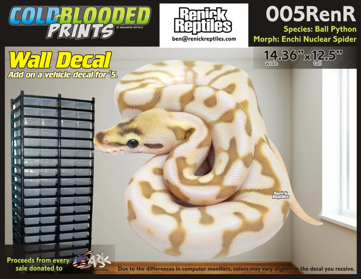 Nuclear Spinner Ball Python