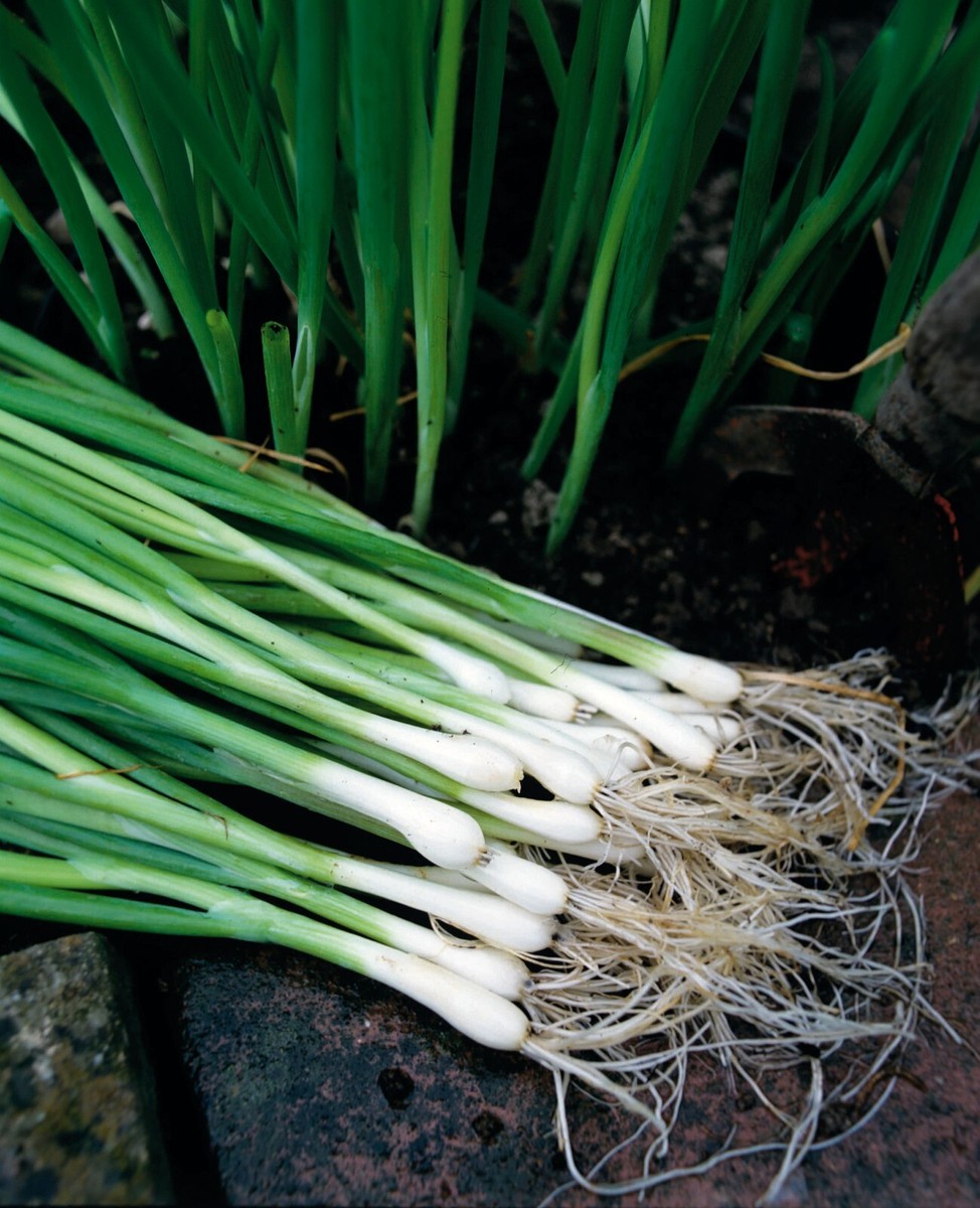 Potato Onion Seeds 50/200 Vegetable Seeds WHITE LISBON Bunching Onion ...