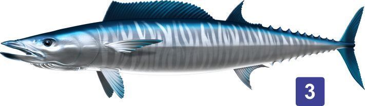 Wahoo Beautiful Vinyl Sticker Fish Decals for Boat Car Vehicle Truck ...