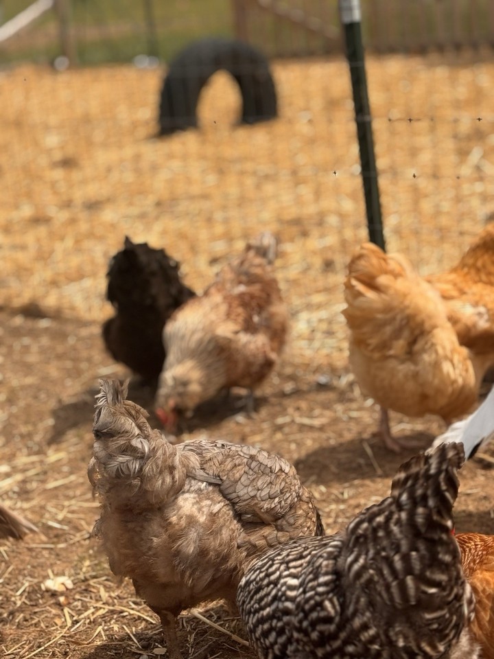 18 Fertile Chicken Hatching Eggs Barnyard Mix, Fresh | eBay
