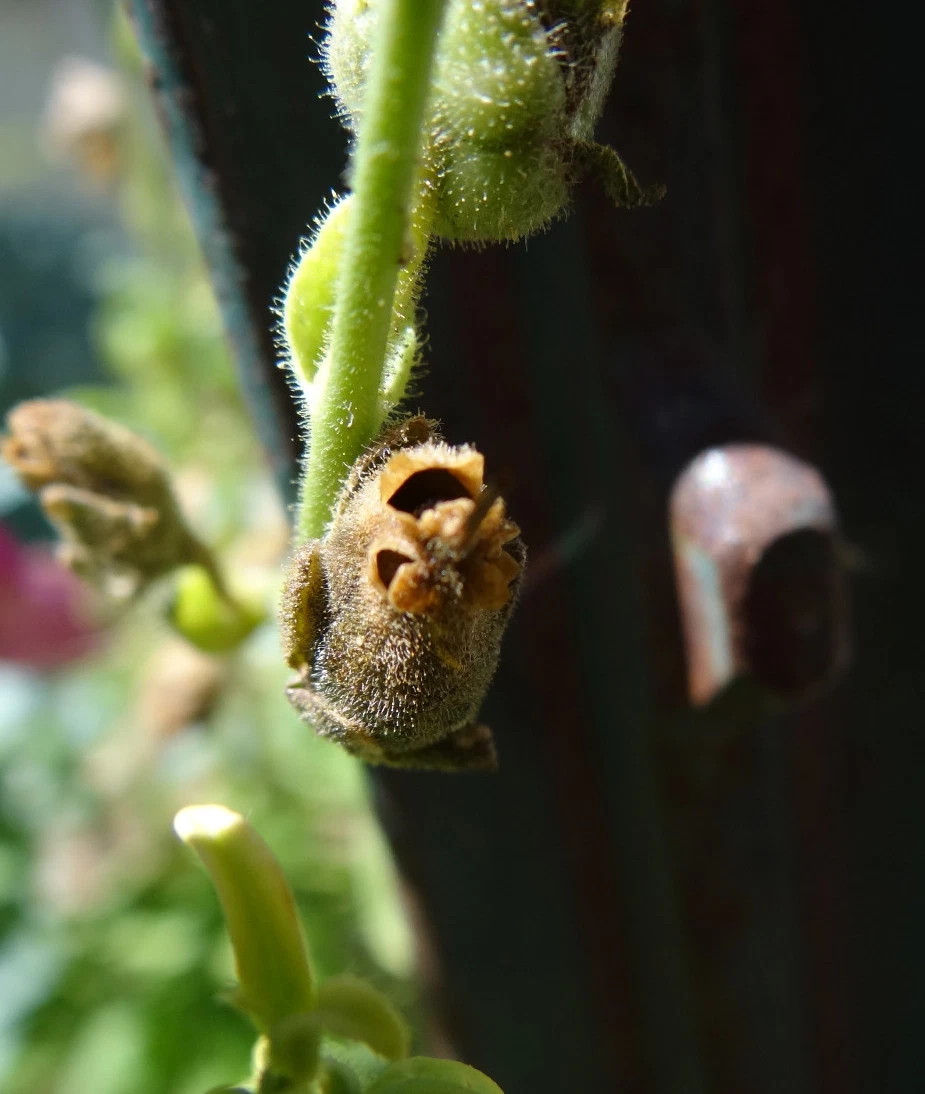 Snapdragon Seed Pod