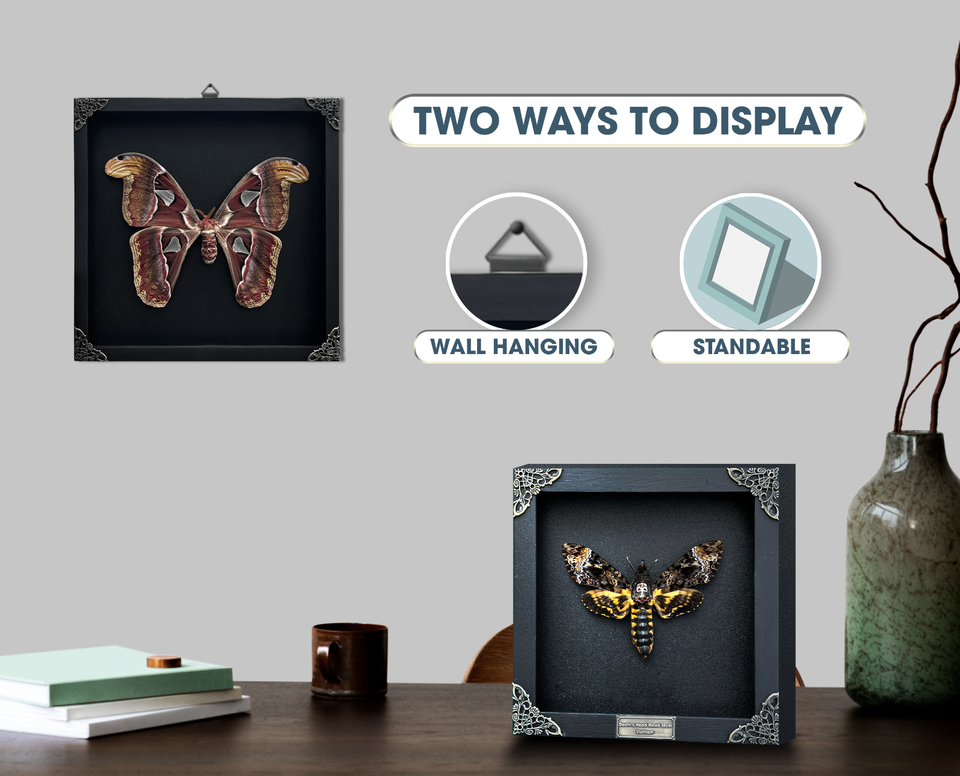 Framed Taxidermy Butterfly Beetle Cicada Bug Shadow Box Wall Decor | eBay