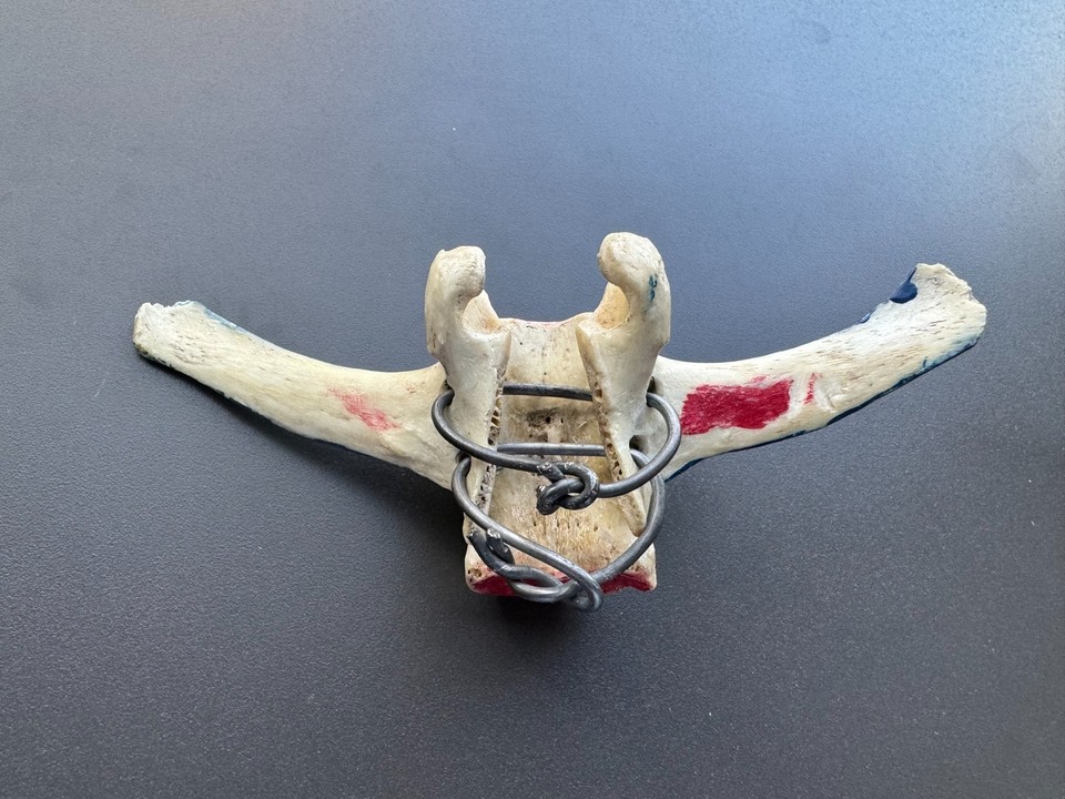 BSA, Vintage Handcrafted Vertebrae Bull Neckerchief Slide | eBay