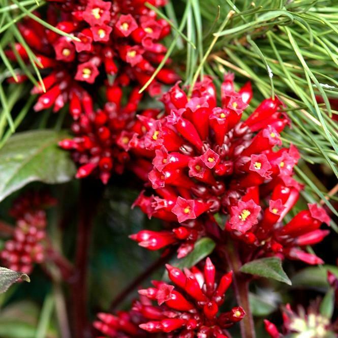 **CESTRUM NEWELLII RED** AKA Hummingbird Plant or Red Jasmine**Starter ...