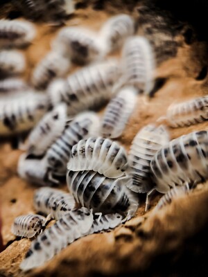 10+ Shiro Utsuri Isopod Clean Up Crew Bioactive | eBay