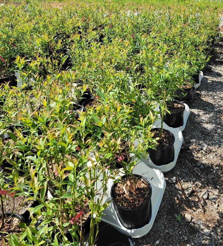 Mini Blues Blueberry Bush - Live Plant - ( 2.5 QT ) | eBay