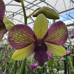 Machiela's Orchids | eBay Stores