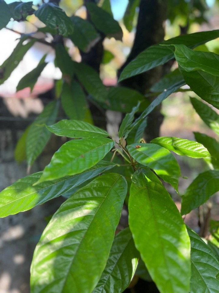 SUN DRIED COCOA CACAO Leaves Herbal Leaf Chocolate TREE 100% Organic ...