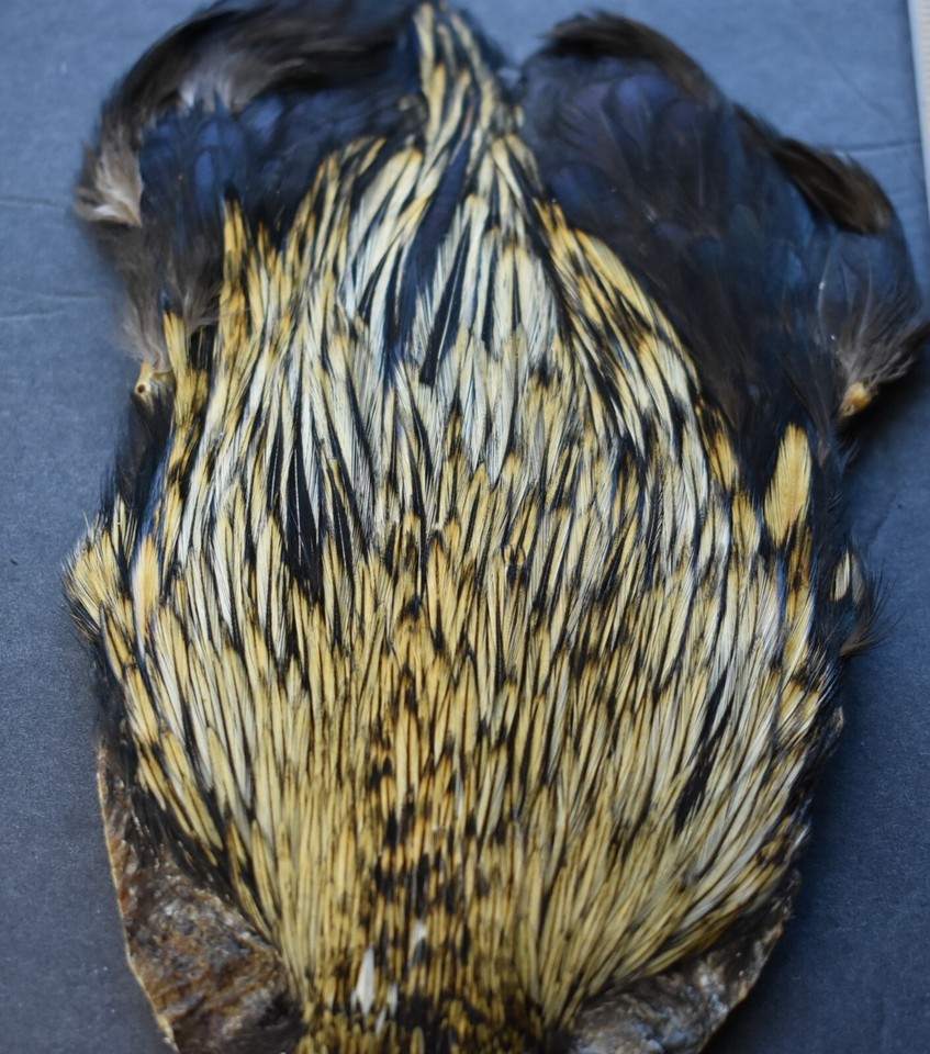 Lot 132, Natural India Rooster Streamer Neck Cape Feathers Fly Tying | eBay