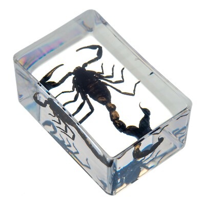 Black Scorpion Insect Specimen Resin Collection Education Transparent ...
