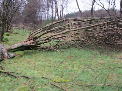Photo 12x8 Fallen trees Hartoft End These shallow rooted trees were ...
