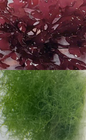 Live Macro Algae Starter Pack 1 cup of Chaeto and 1 Piece of Red ...