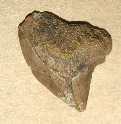 Extinct Crow Shark tooth Squalicorax, Cretacerous fossil, Kazahstan | eBay