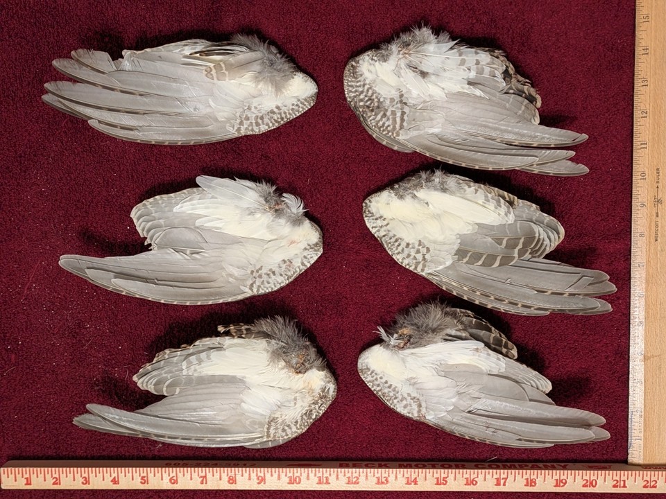 6 Greater Prairie Chicken Wings 3 Left Hand and 3 Right Hand, Feathers ...