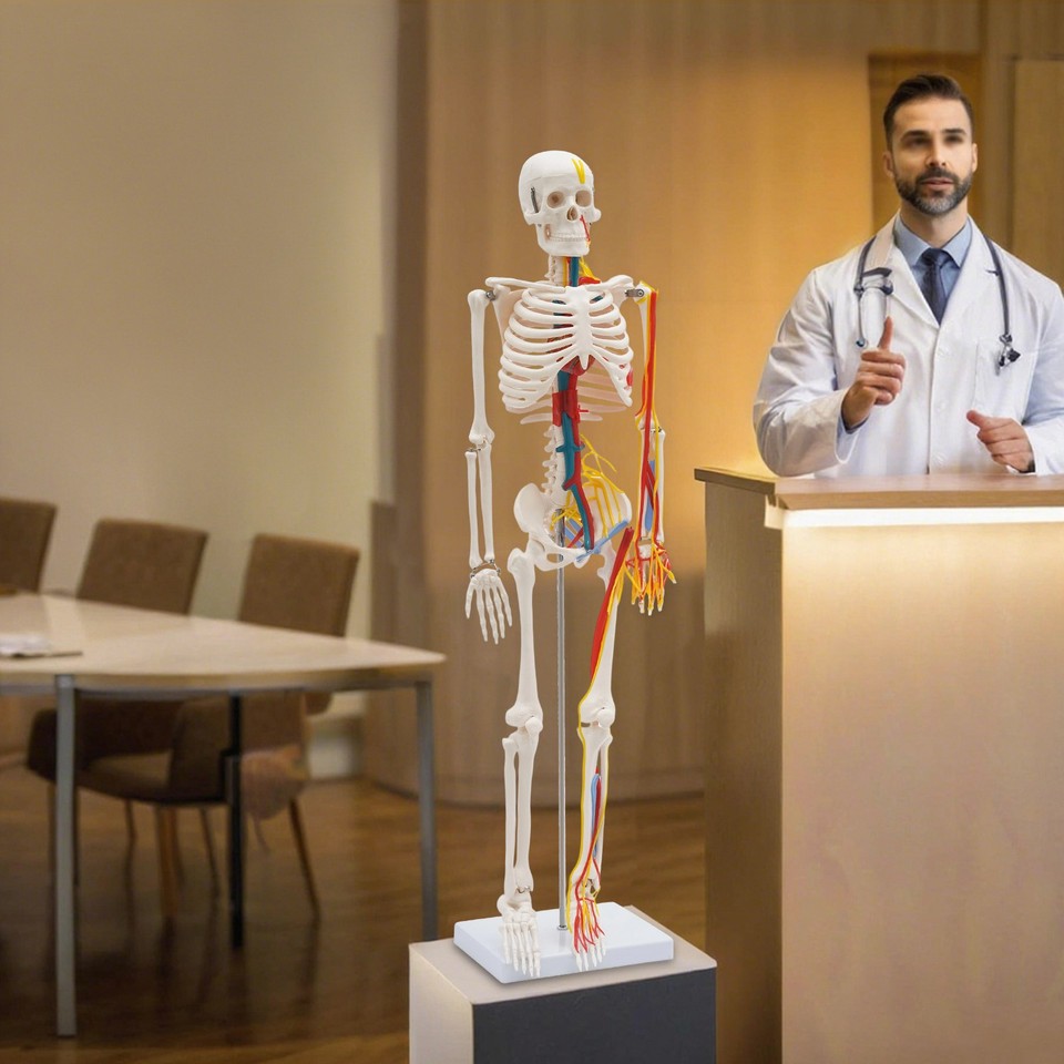 Human Skeleton Model PVC Skeleton Model For Medical Classrooms ...