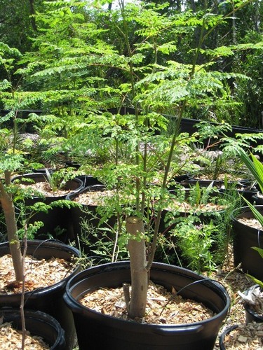 Organic Moringa Tree - 2 Cutting Oleifera Live Plant Food Forest ...