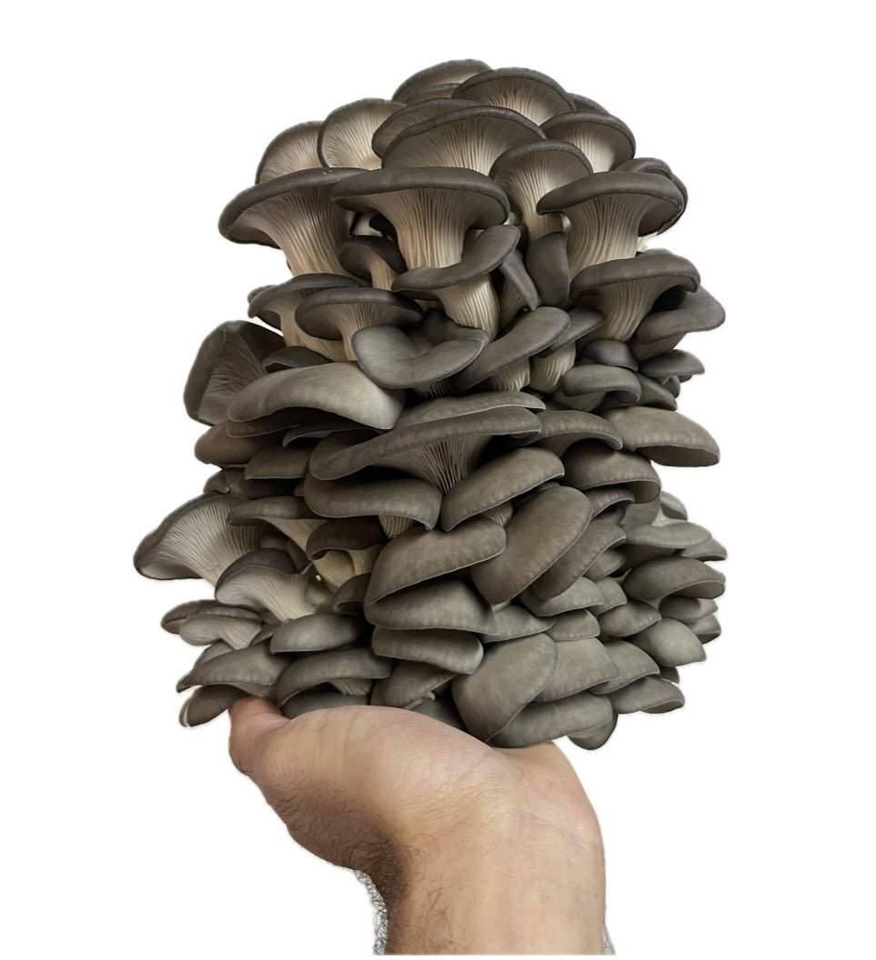 Blue/Green Oyster Mycelium Liquid Culture | eBay