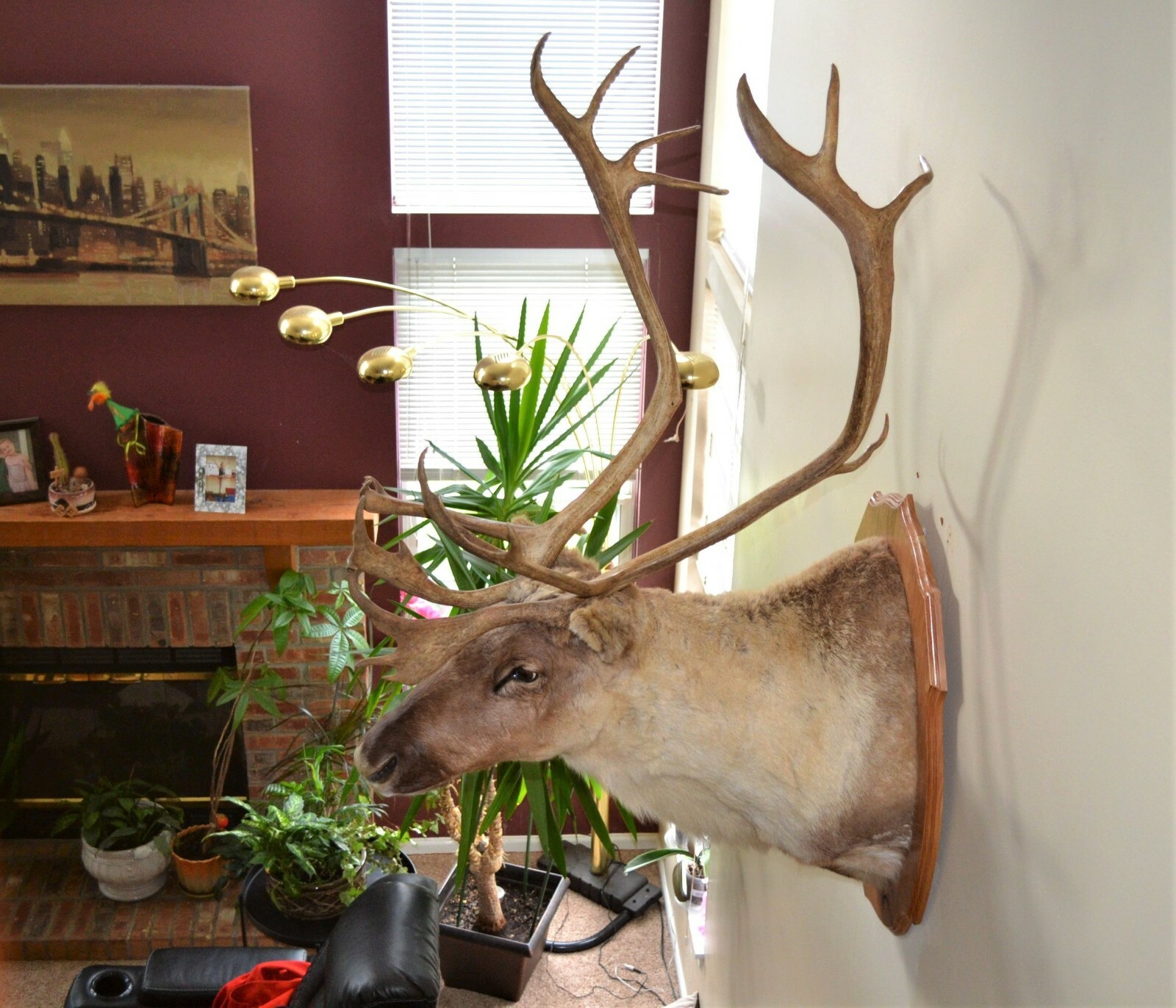 Caribou Reindeer Taxidermy Trophy Bull Shoulder Wall Mount 21 Point | eBay