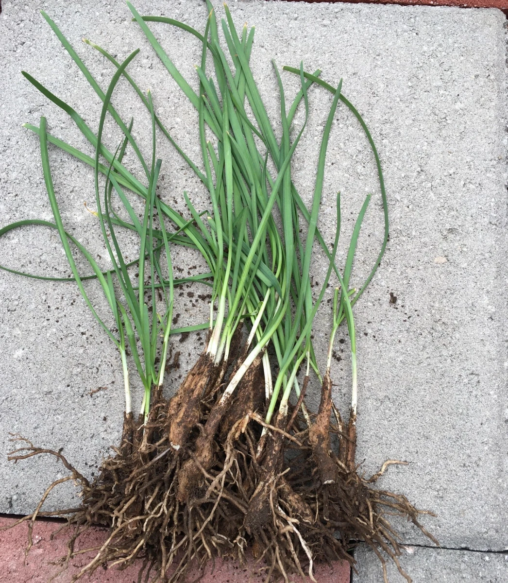 Garlic Chives Roots