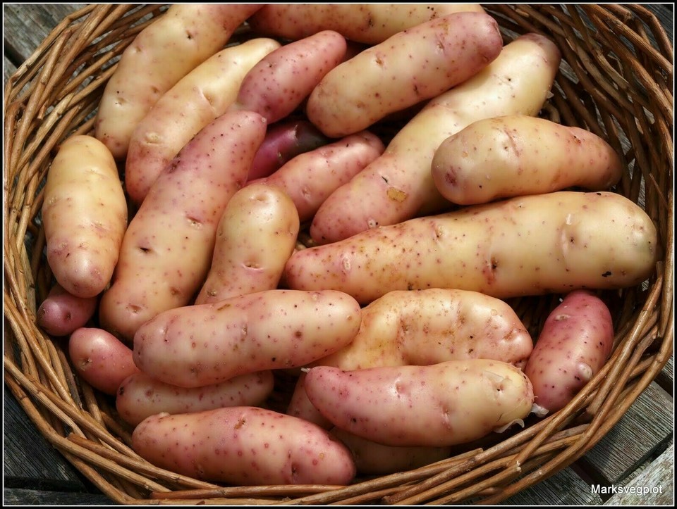 Seed Potatoes 70+ Varieties - Scottish Basic Seed Potatoes X20 Tubers ...